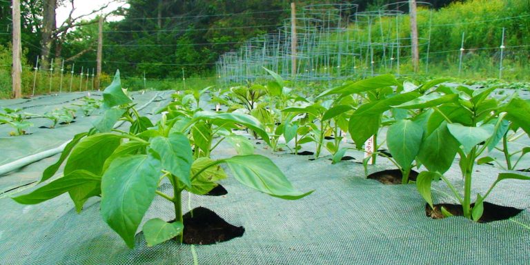 Weed Mat | Weed Mat Manufacturers